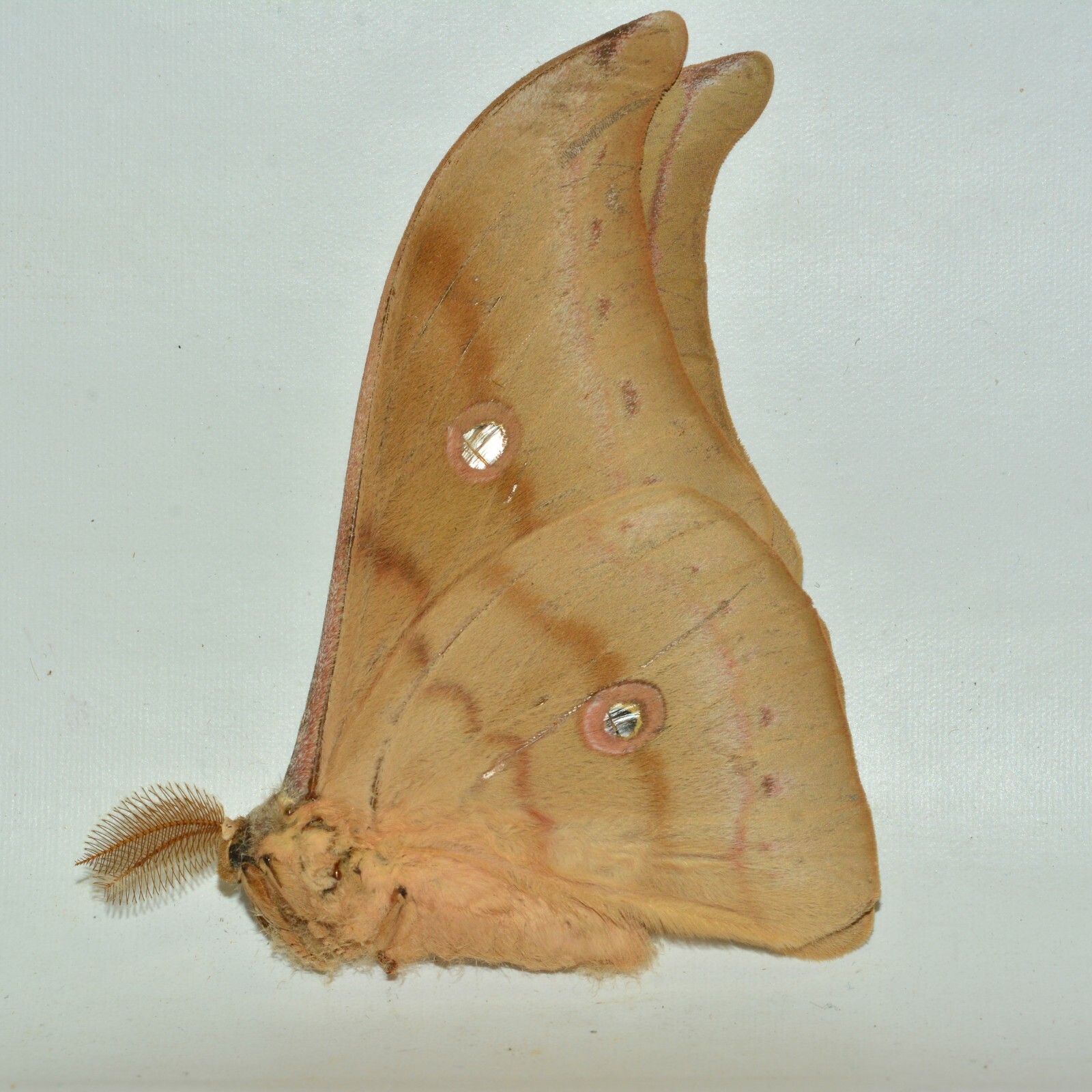 Unmounted Silk Moth - Antheraea roylei male - China. - ships from USA ...