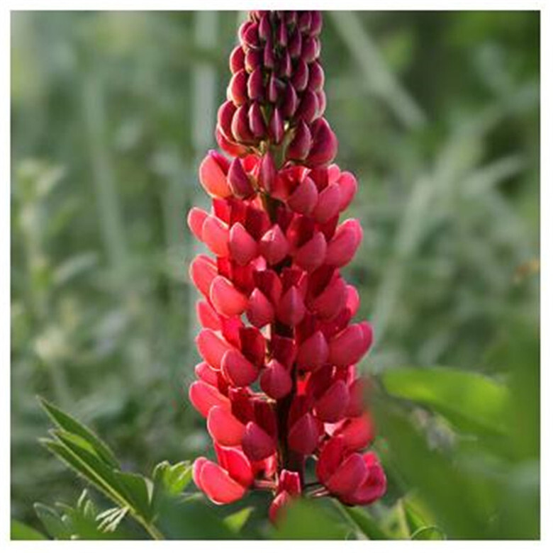 20 EXOTIC rare LUPINE SEEDS for garden flower beds plant bush USA ...