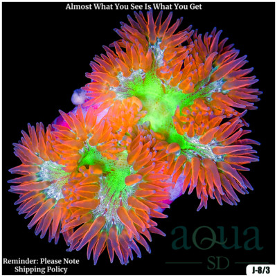 003 AquaSD Live Corals/Frags - Rock Flower Anemone - Aqua SD | eBay