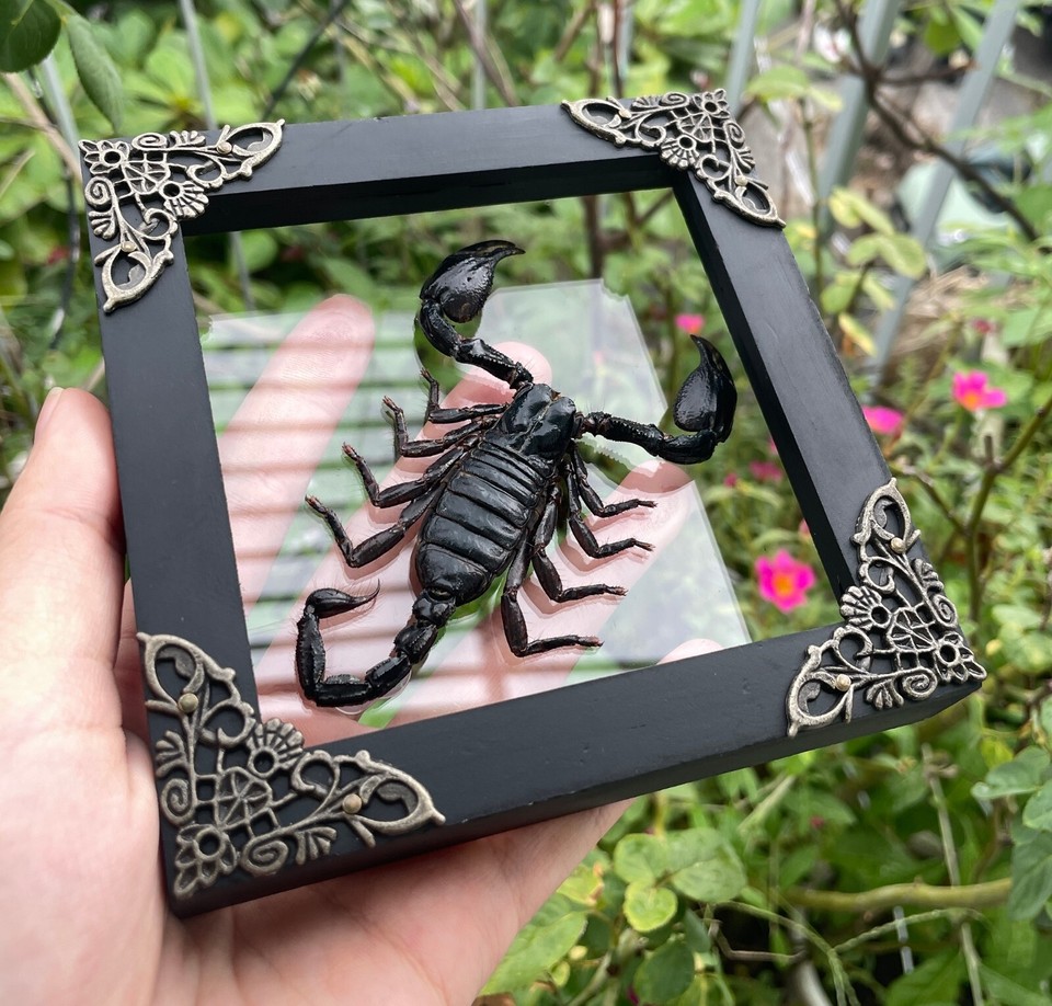 Real Framed Scorpion Gothic Wall Decor Shadow Box Taxidermy Father's ...