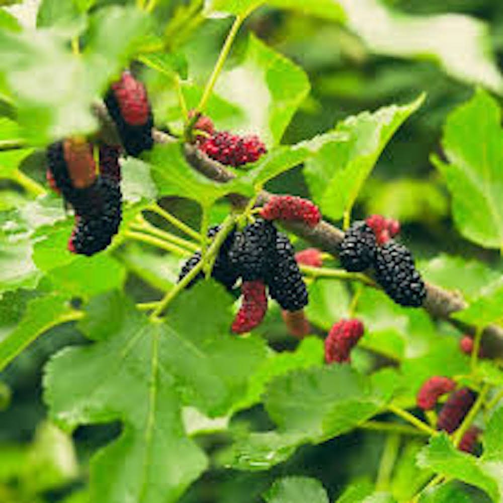 1 Illinois Everbearing Mulberry Tree Starter Plant Fruit Tree | eBay