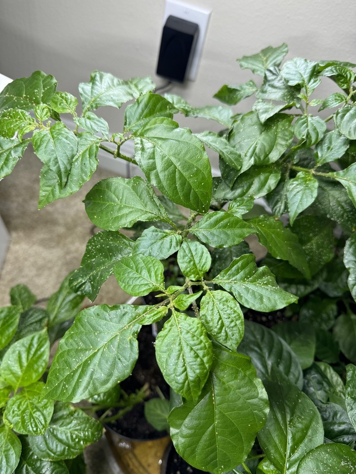 25+ seeds Fatalii Chocolate hot pepper easy grow planting garden spicy ...
