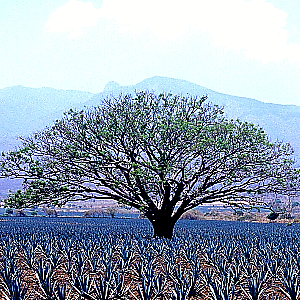 Carter Family Goods | eBay Stores