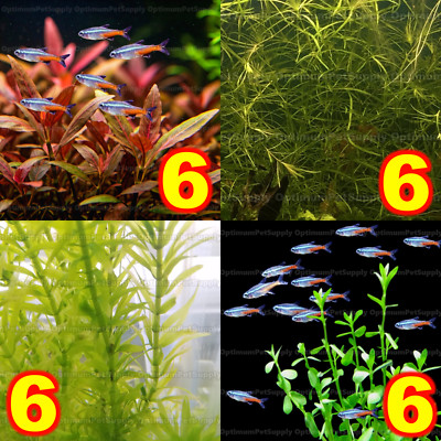 Planted Fish Aquarium Live Plant Variety Bundle Elodea Moneywort Guppy ...