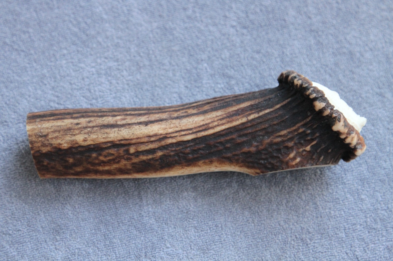 REAL RED DEER ANTLER SECTION WITH BURR / PIECE / PART KNIFE HANDLE ...