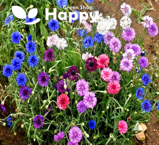 DWARF CORNFLOWER DOUBLE - POLKA DOT MIX - 1000 SEEDS - Centaurea Cyanus ...