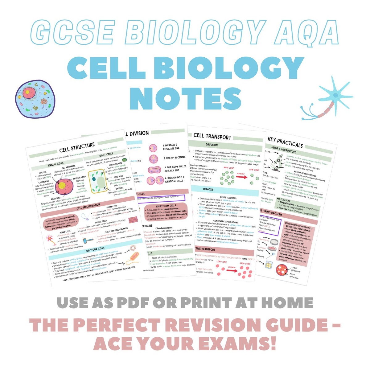 Cell Revision Sheet