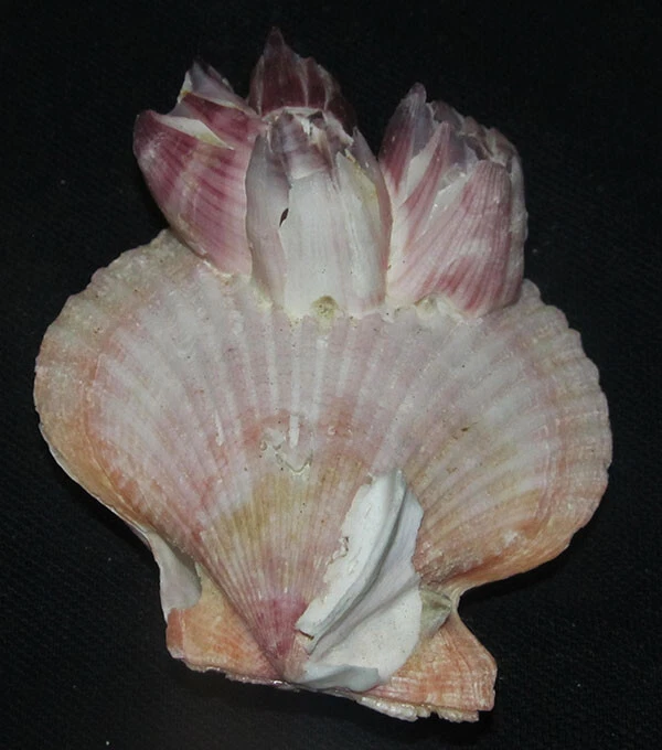 Chlamys Shell