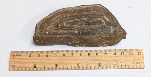 Pre Cambrian STROMATOLITE From Morocco - Worlds oldest Fossil (#F6521 ...