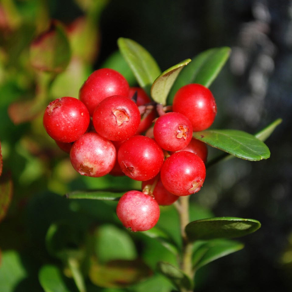 Fruit Plant, Cranberry 'Pilgrim', 1.7L Potted, Evergreen, Trailing ...