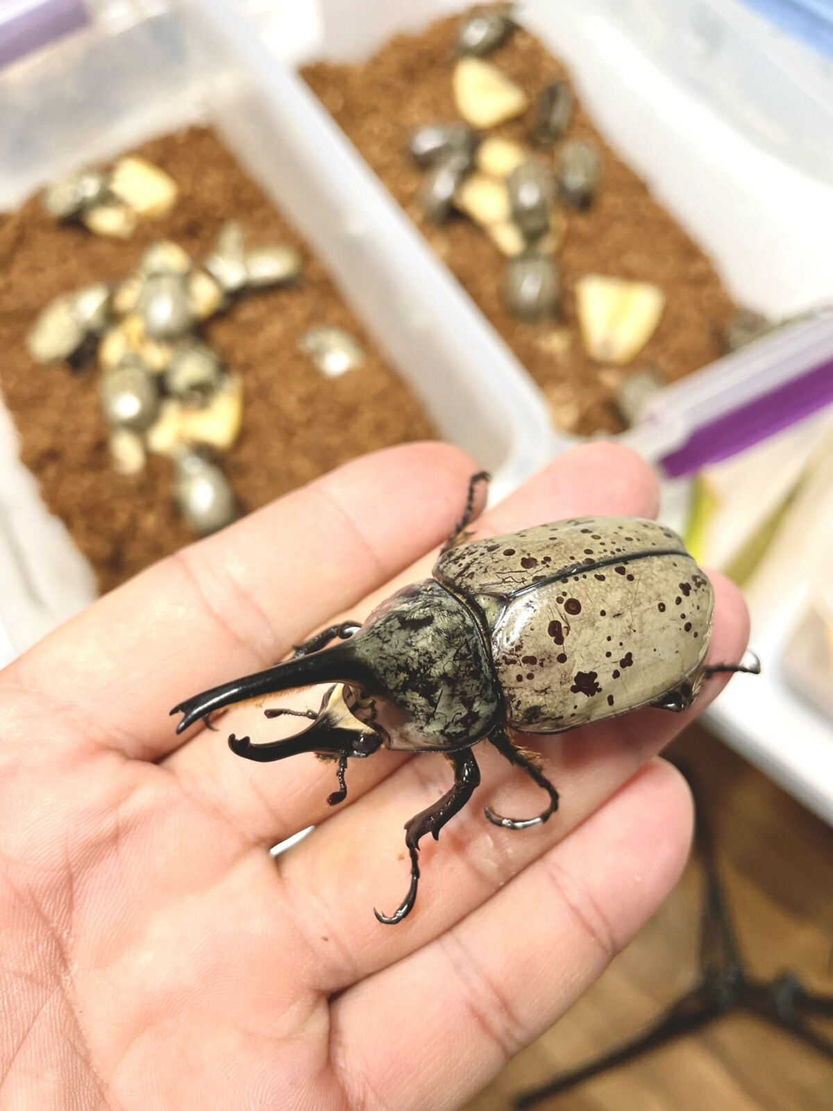 Professional Beetle Jelly 55 pcs Value Pack ( Stag & Rhino )-----God's ...