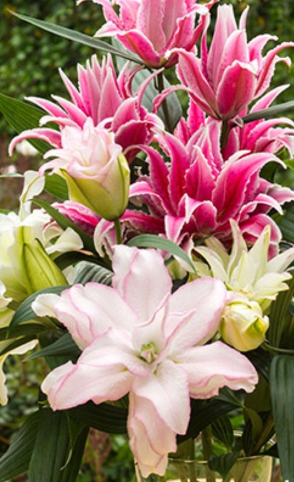 Rose Lilys Flower Bulbs 4 Bulb Mix Roselily Double Pink Cut Flowers ...