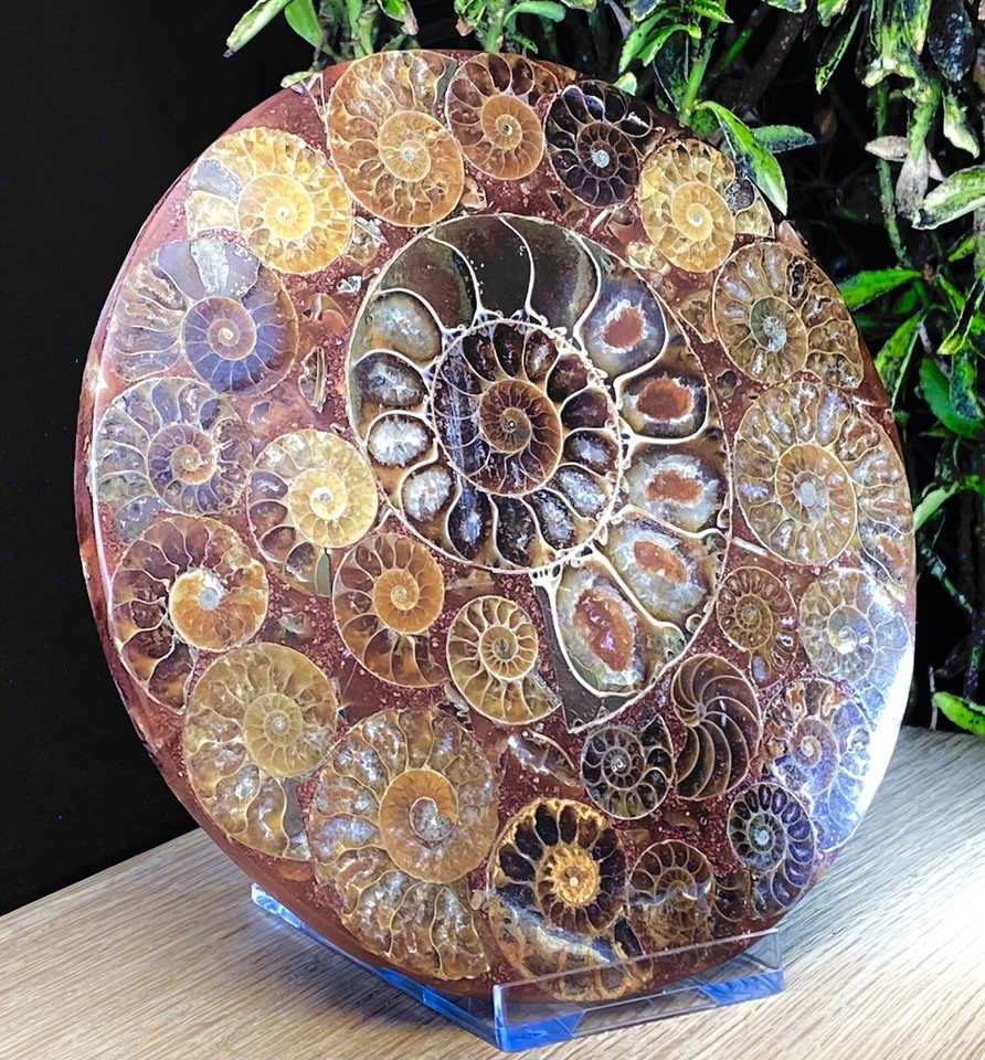 Large 11cm High Quality Lovely Crystal Fossil Disc 416 Million Year Old ...