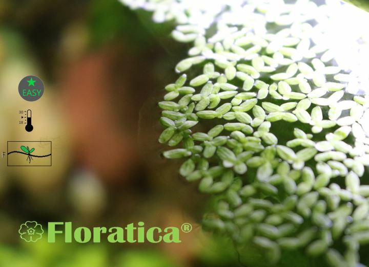 Live Aquarium Plants 'Floratica' Aquascape Shrimp Safe Fish Tank Snail ...