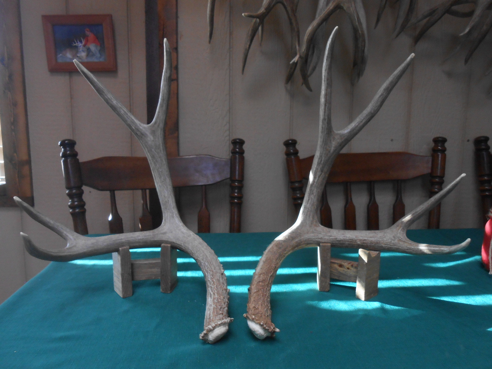 Nice 4x4 MULE DEER SHED SET antlers whitetail elk sheds taxidermy mount ...