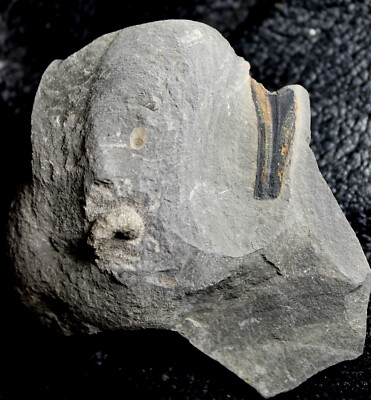 Psilophyton - Rare Devonian fossil plant | eBay