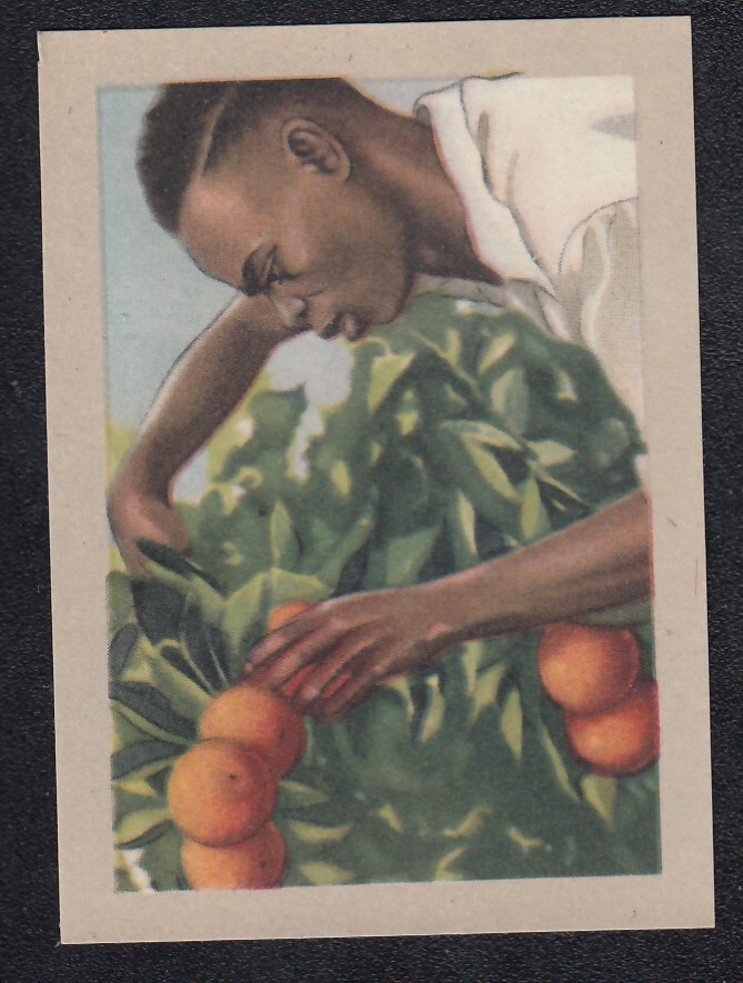Vintage 1948 "OUR CONGO" Belgian Trade Card Oranges INEAC | eBay