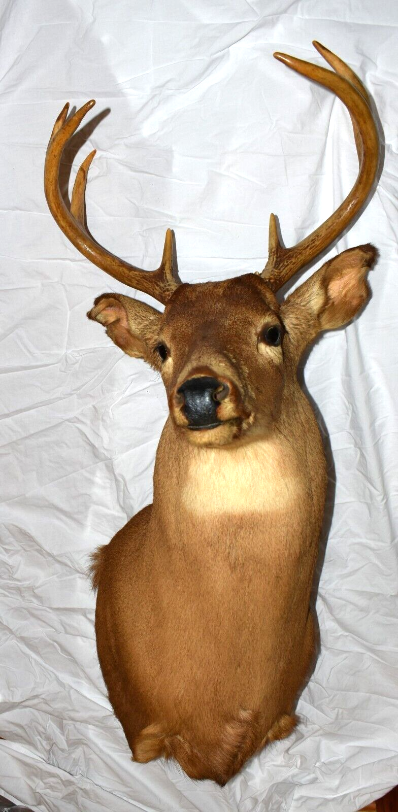 8-Point Whitetail Deer Real Wild Fighting Stag in Rut Shoulder Mount | eBay