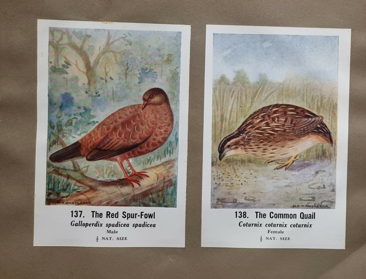 Indian Quail Art
