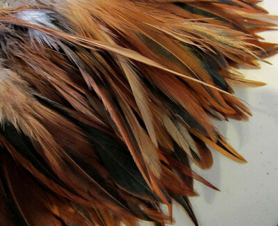 Chinese Rooster Saddle Hackle Feathers - Strung Furnace - 5-7" - 50 Pcs ...
