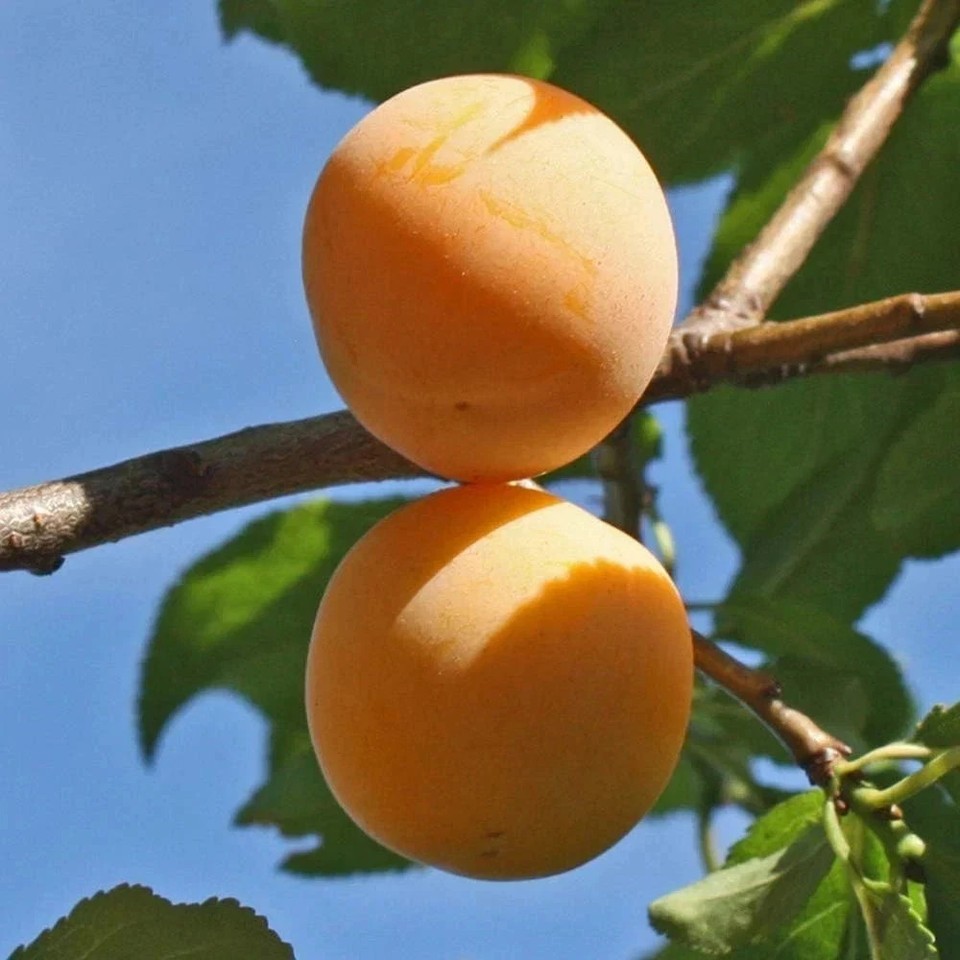 Dwarf Patio Plum 'Mirabelle de Nancy' Tree, Self-fertile Incredibly ...