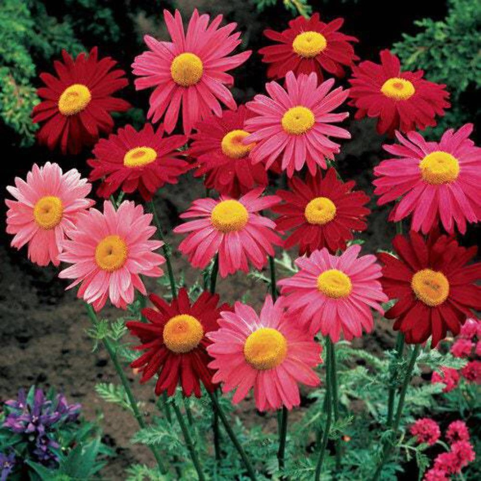 100 Mixed Colors ROBINSONS PAINTED DAISY Chrysanthemum Pink Red Rose ...