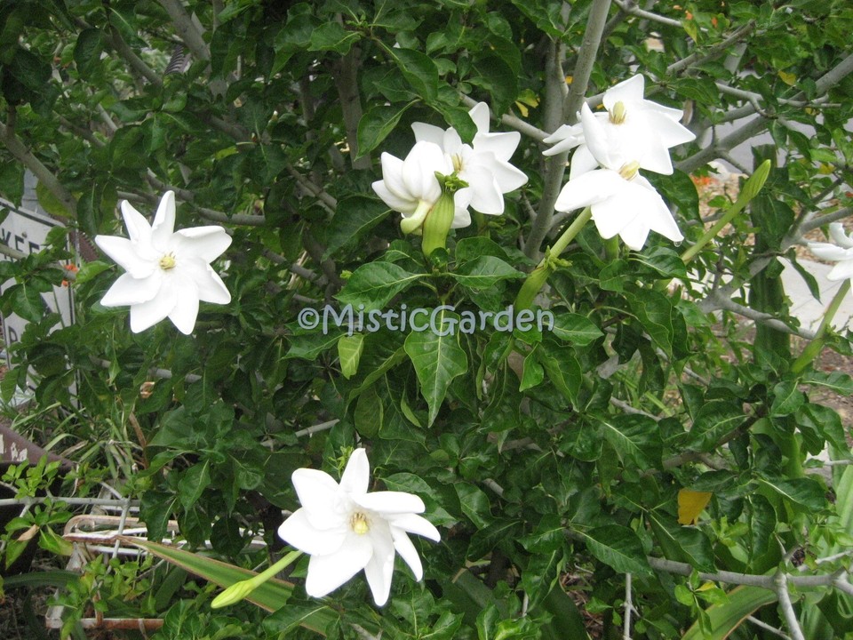 GARDENIA THUNBERGIA - rare South Africa flowering fragrant Fresh 3 seed ...