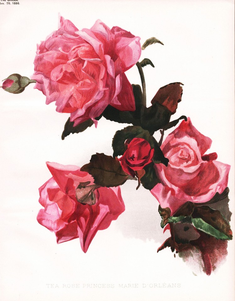 Tea Rose Princess Red Rose Roses Flower Botany Robinson Litho | eBay