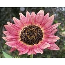 Pink Sunflower Seeds ~ Helianthus Annuus ~ Strawberry Blonde ~ Pretty ...