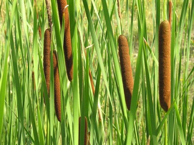 Typha angustifolia (Lesser Bulrush / Lesser Reedmace) bare root/rooted ...