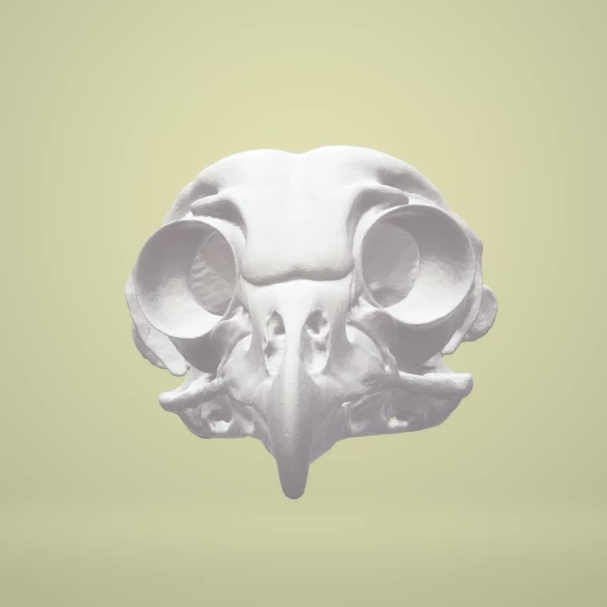 Barred Owl Skull (Field Bones Core Series: North America) by The Scale ...