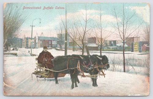Animal~Domesticated Buffalo Calves~Pair Pull Sled In Snow~1909 Postcard ...