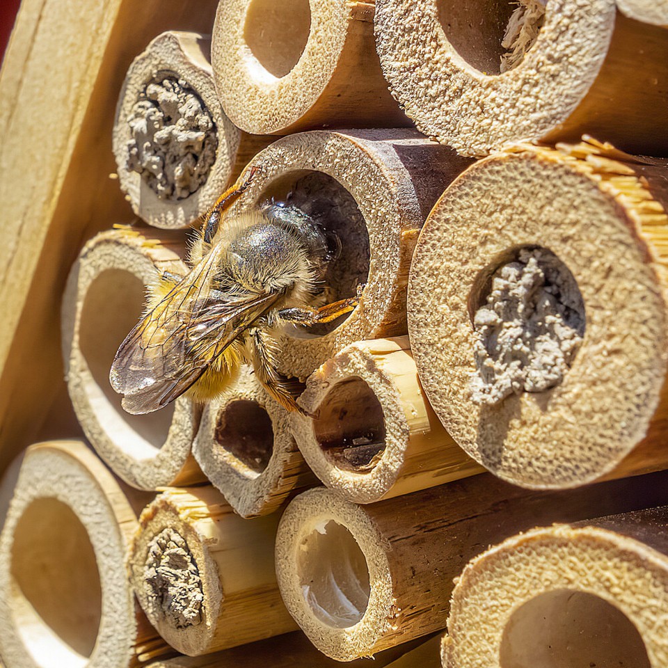 Set of 2 Mason Bee Tubes and Liners Natural Reeds Houses Supplies | eBay UK