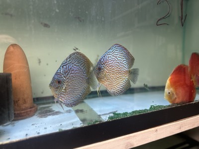 Mosaic Turquoise discus Pair 5”-5.5” | eBay