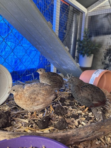 Hatching Button Quail Eggs (Various Rare Colors/Types) 6 eggs per ...