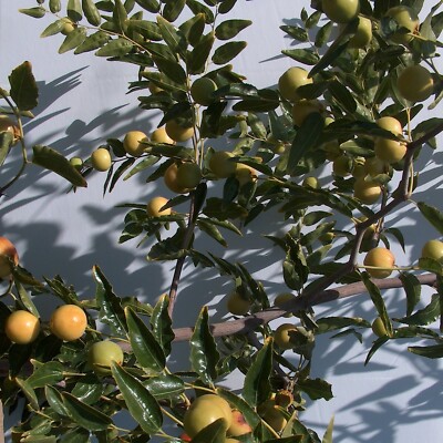 T601A (2) Honey Jar Jujube Tree 8"Thin Cutting Graft ScionWood/Scion ...