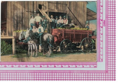 Postcard Florida, Hauling Grapefruit to Packing House | eBay