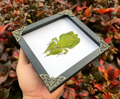 Real Framed Walking Leaf Insect Shadow Box Bug Frame Taxidermy ...