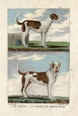 Antique Print-DOG-CHIEN-HUND-MASTIFF-Buffon-1822 | eBay