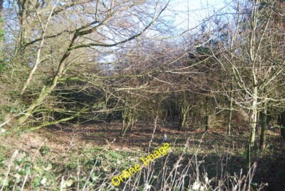 Photo 6x4 Frogshall Plantation c2013 | eBay UK