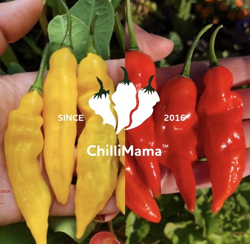 ChilliMama FATALII CHILLI Multi-pack 120 Seeds Red & Yellow | eBay Australia
