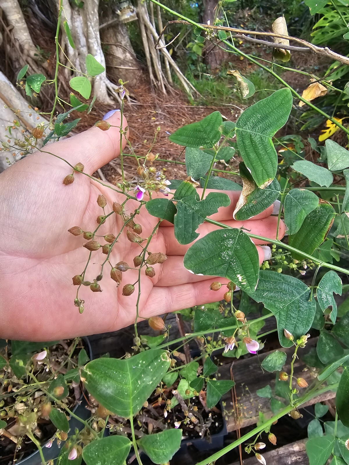 Organic Christia Obcordata Butterfly Wing Plant Swallowtail 10 SEEDS | eBay