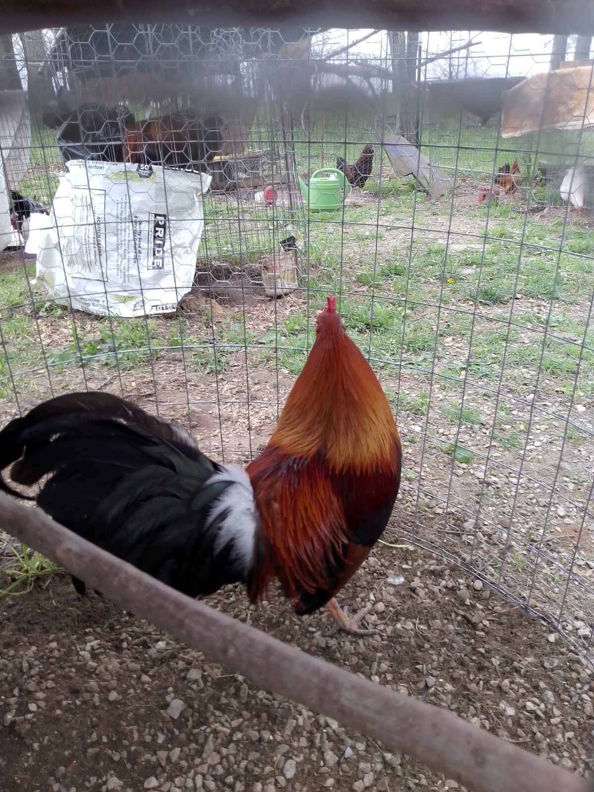 8 Kelso CHICKEN HATCHING EGGS GAME | eBay