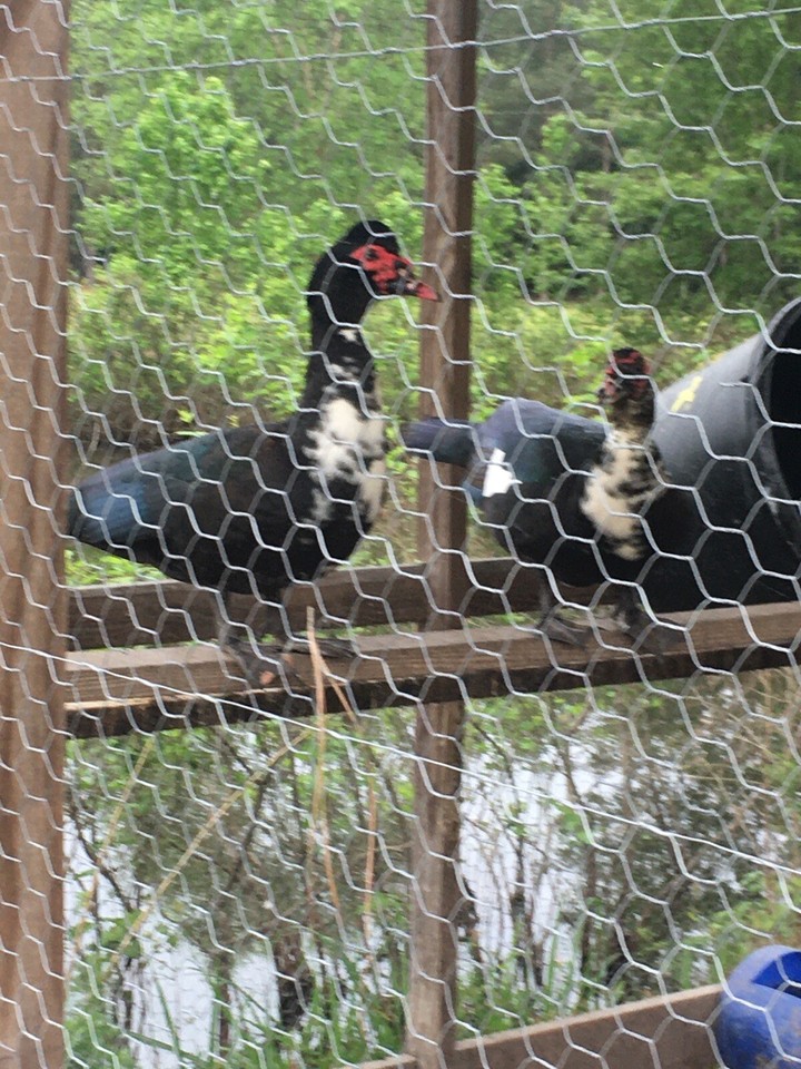 12 🐥Muscovy DUCK Hatching Eggs MUSCOVY | eBay
