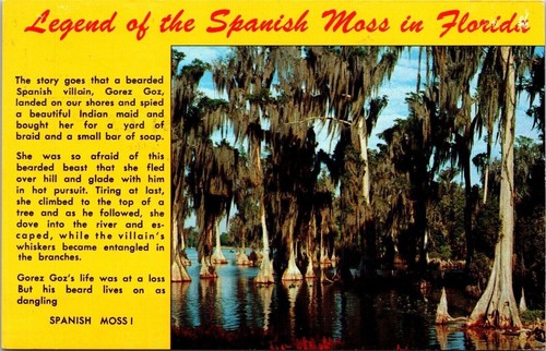 Florida Spanish Moss Cypress Trees Folktale Scenic Landscape Chrome WOF ...