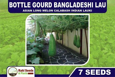 Bottle Gourd 7 Seeds Bangladeshi Lau Asian Long Melon Calabash Indian ...