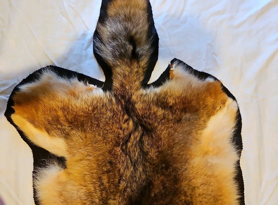 North American Coyote Taxidermy Rug With Head & Mouth Open Rug Wall ...