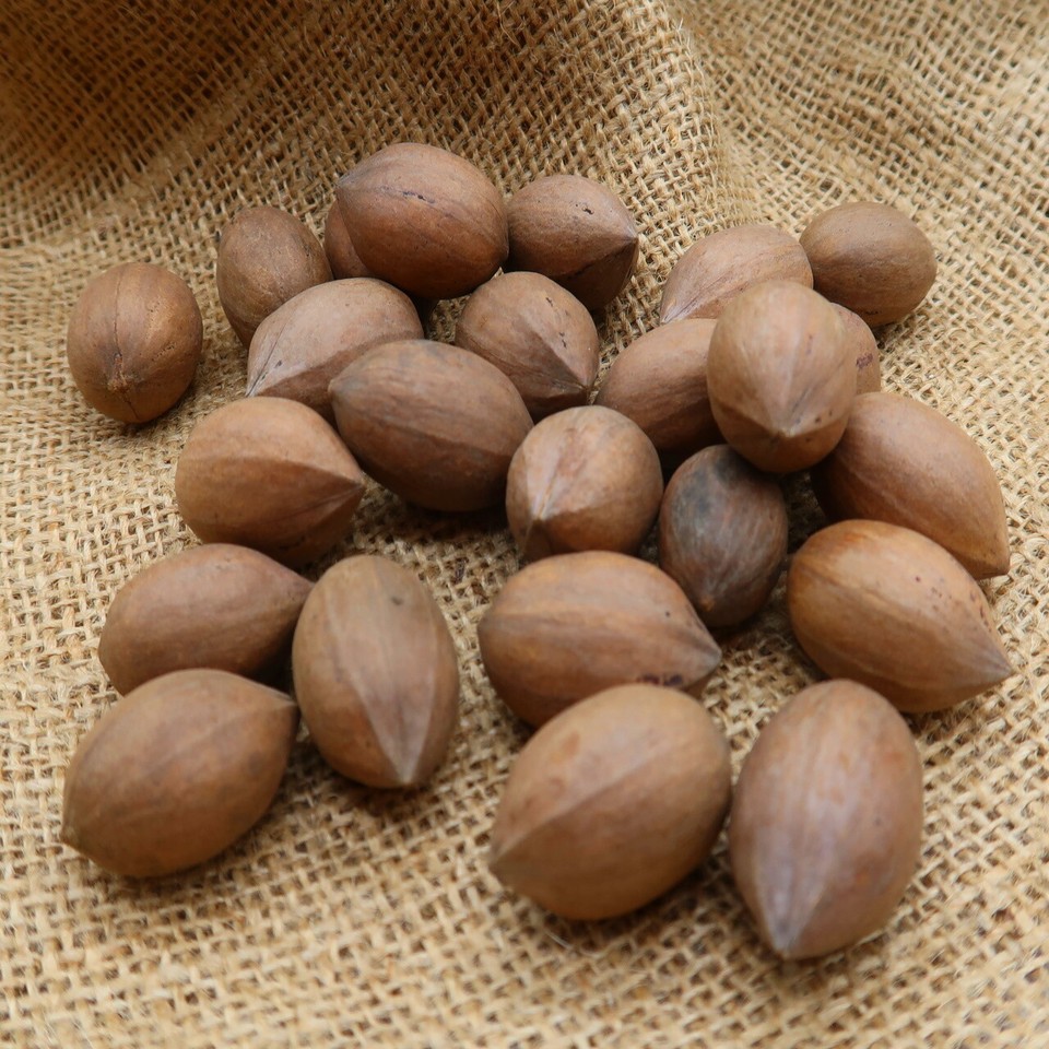 Whole Paper Shell Pecans by the pound | eBay