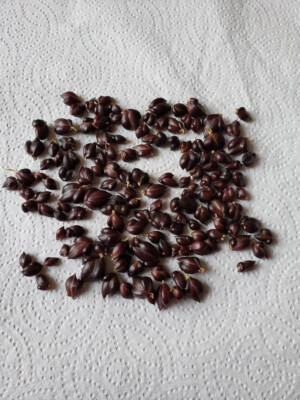 30+ Seeds Double Tiger Lily. Double-Flowered Perennial,Lilium ...