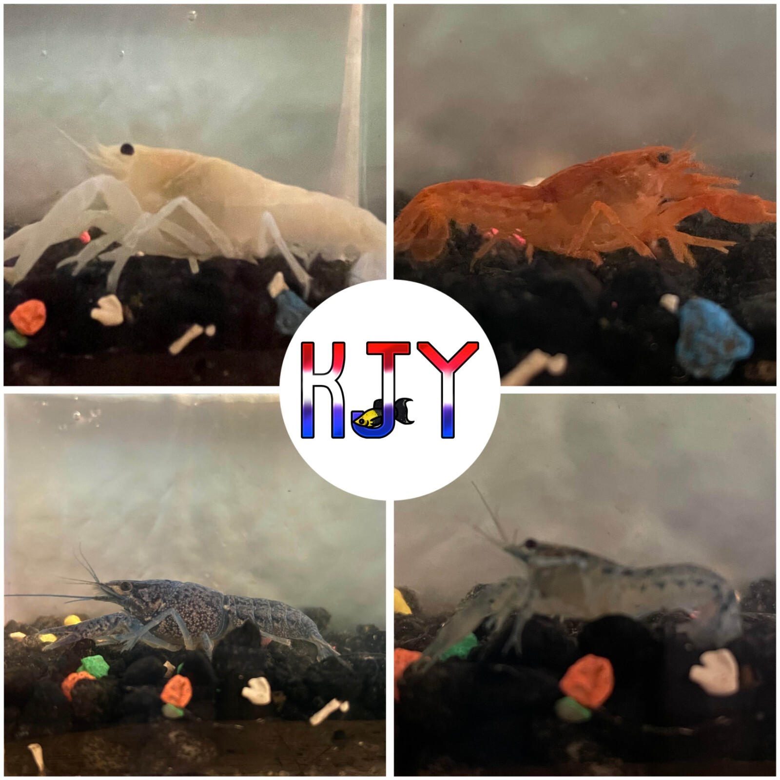 Juvenile Crayfish Variety Pack (4 PK MALE ONLY) | eBay
